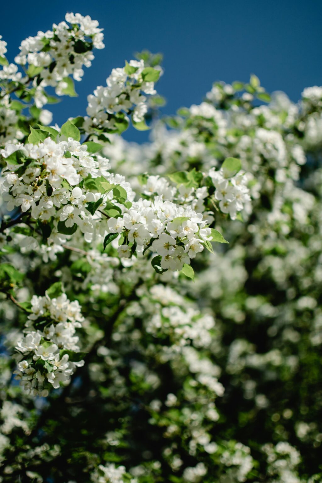 Dolgo Crabapple Tree – fruittreeguy.com